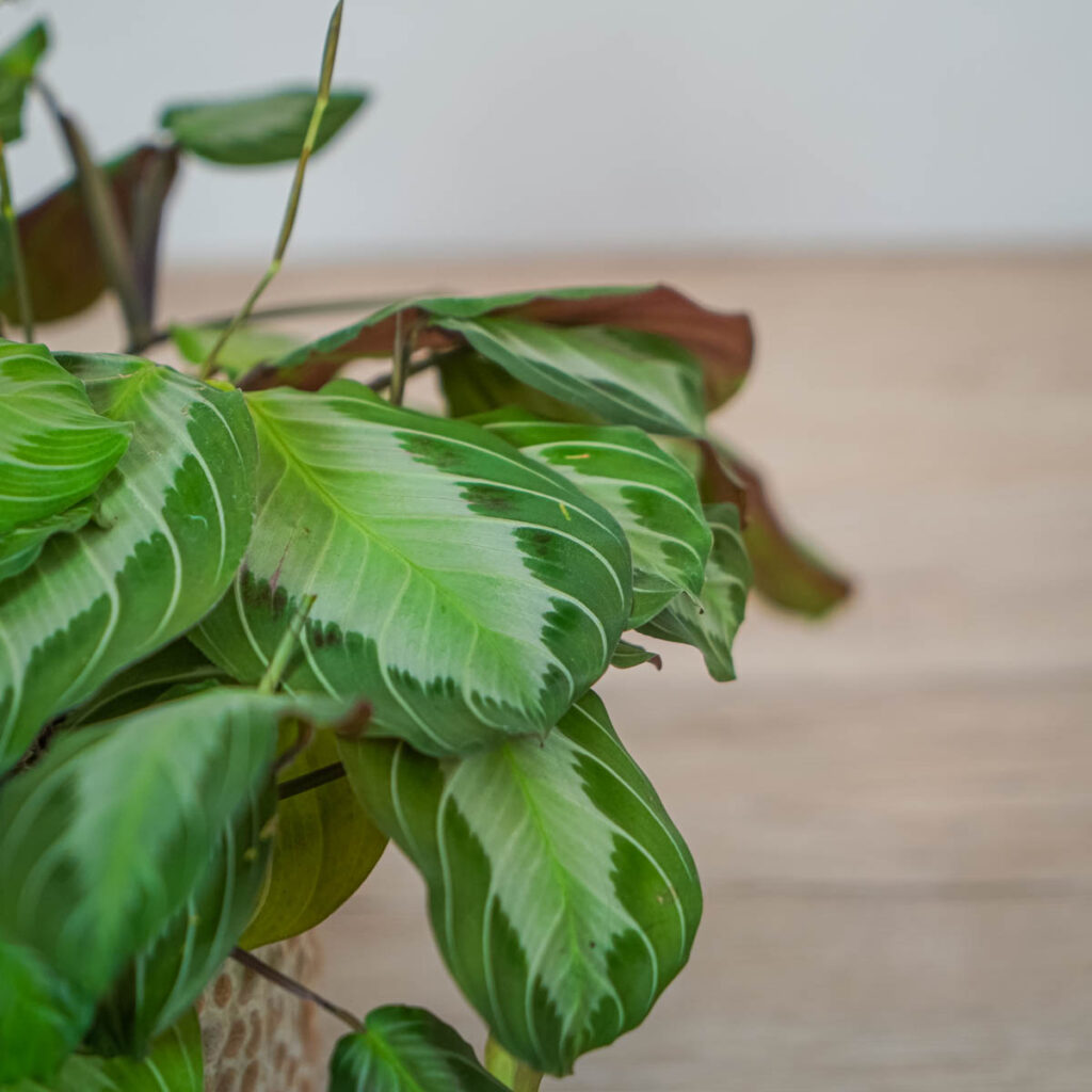 Maranta silver band - Mała Szklarnia