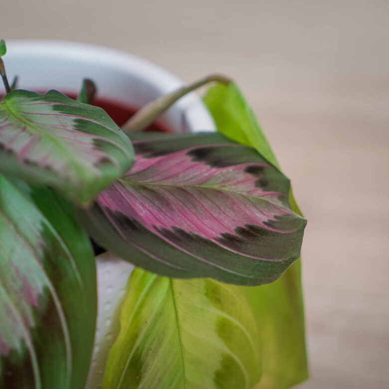 Maranta silver band - Mała Szklarnia