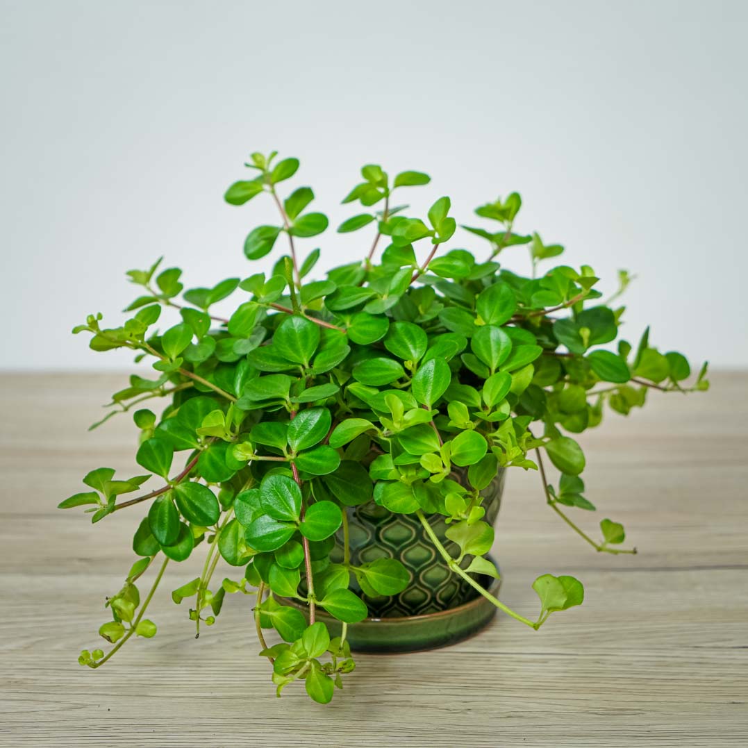 Peperomia rotundifolia - Mała Szklarnia