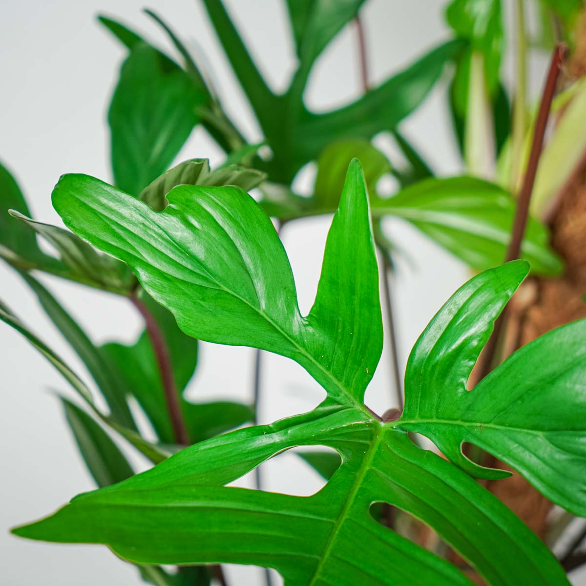 Philodendron pedatum na paliku gigant - Mała Szklarnia