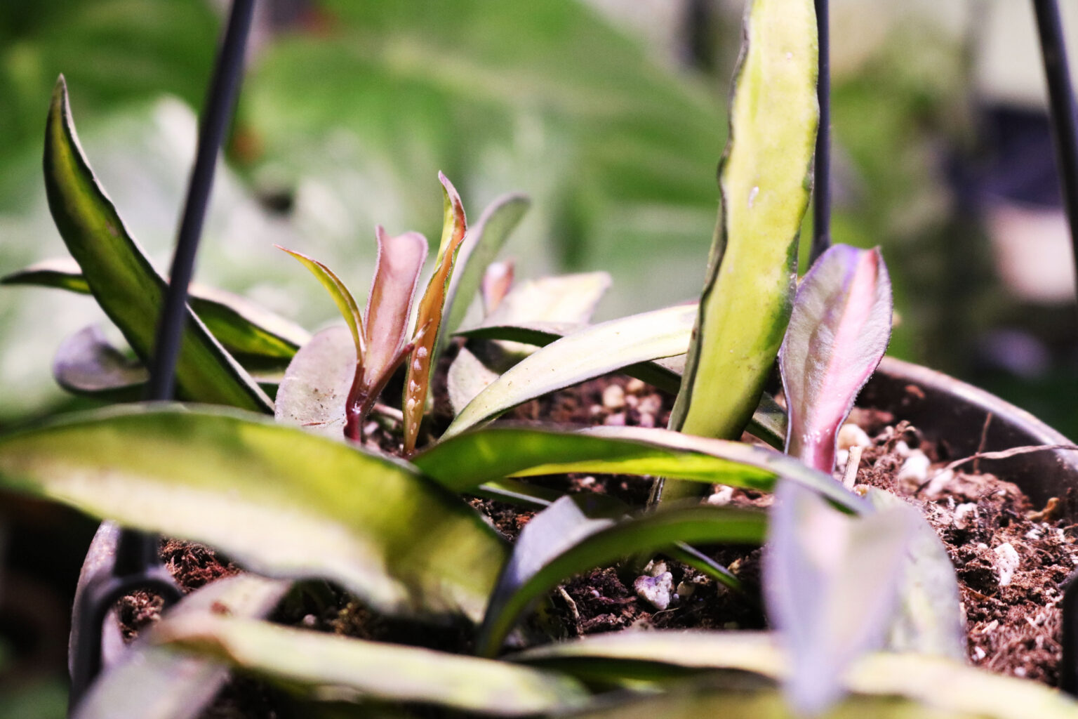 Hoya - uprawa, pielęgnacja, odmiany - Mała Szklarnia