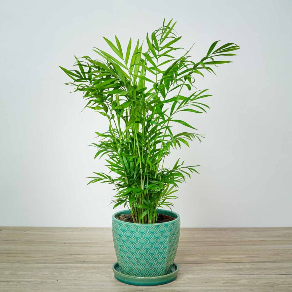 Chamedora - Mała Szklarnia