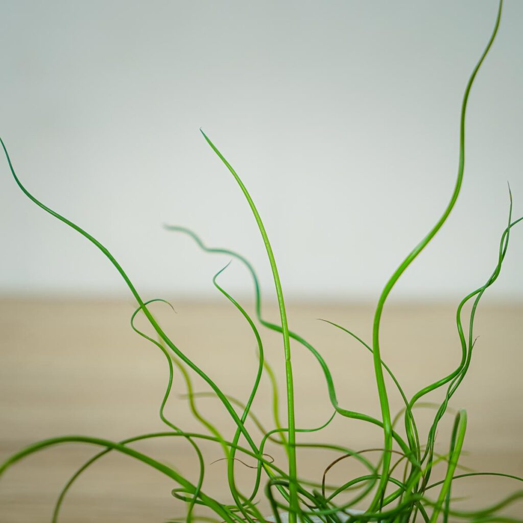 Juncus effusus spiralis baby (trawa ozdobna) - Mała Szklarnia