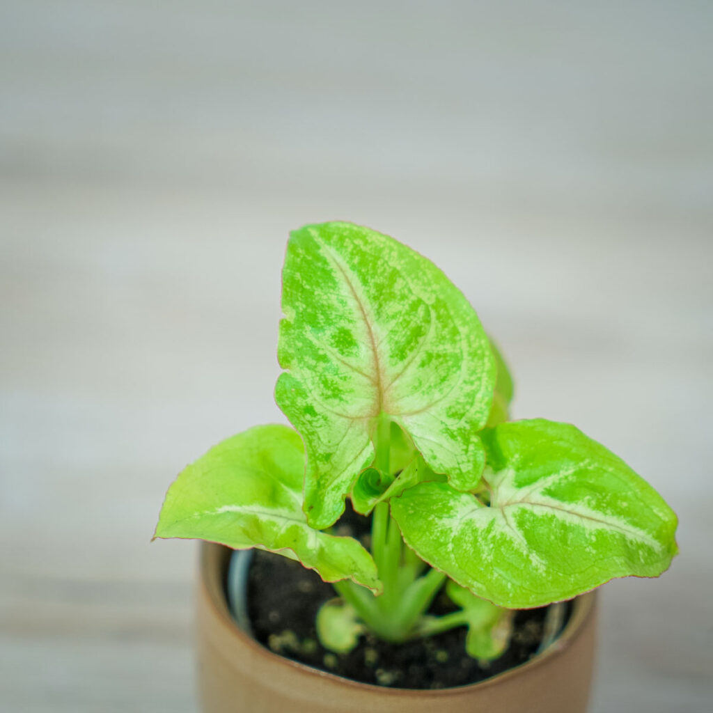 Scindapsus pictus argyraeus - Mała Szklarnia