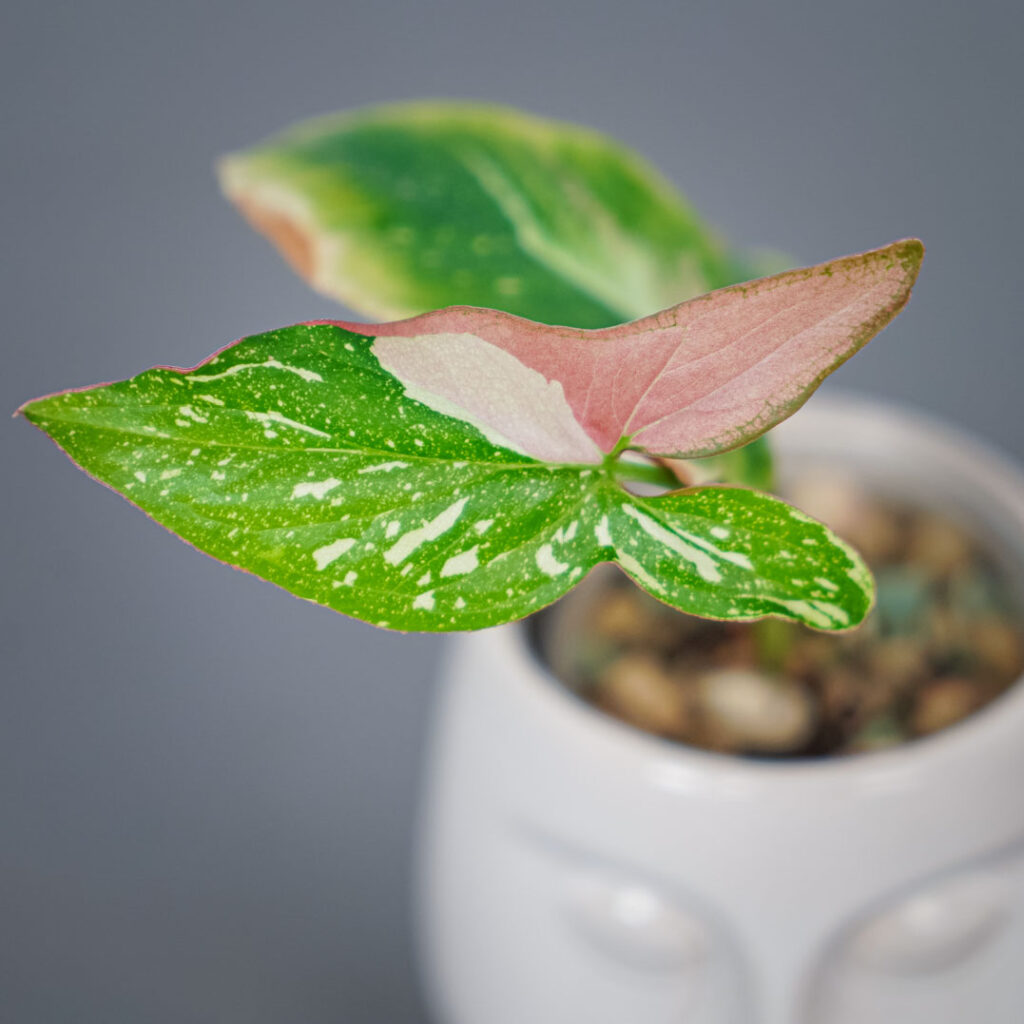 Syngonium red spot tricolor baby - Mała Szklarnia