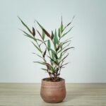 Alpinia luteocarpa 'red bambo ginger' (zingiber officinale) - Mała ...