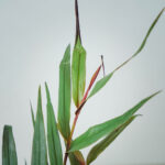 Alpinia luteocarpa 'red bambo ginger' (zingiber officinale) - Mała ...