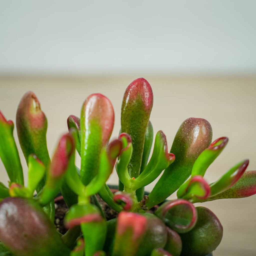 Alokazja dragon scale (alocasia) - Mała Szklarnia