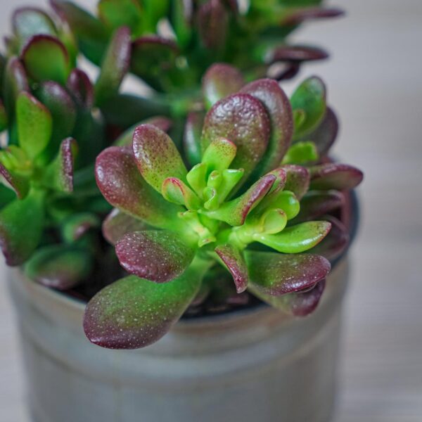 Crassula ovata 'Gandalf' (grubosz) - Mała Szklarnia