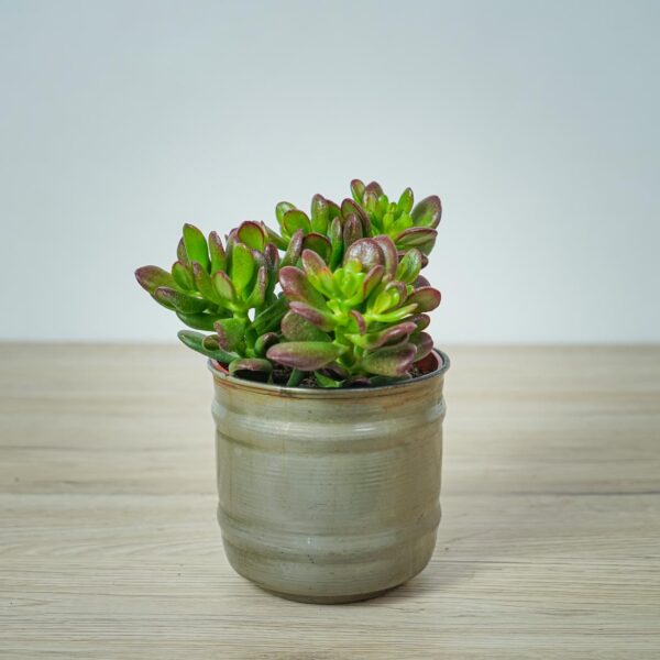 Crassula ovata 'Gandalf' (grubosz) - Mała Szklarnia