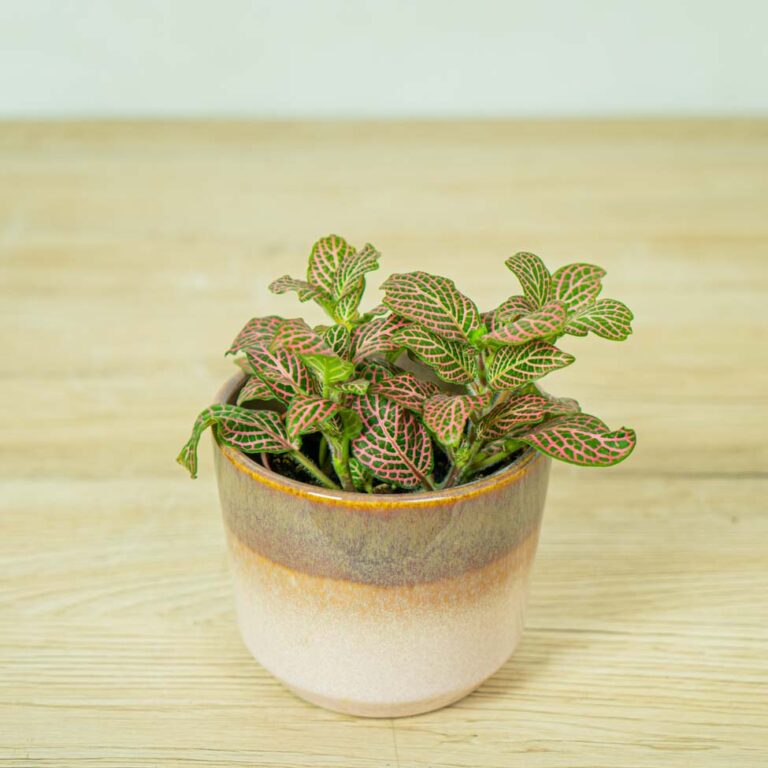 Alpinia luteocarpa 'red bambo ginger' (zingiber officinale) - Mała ...