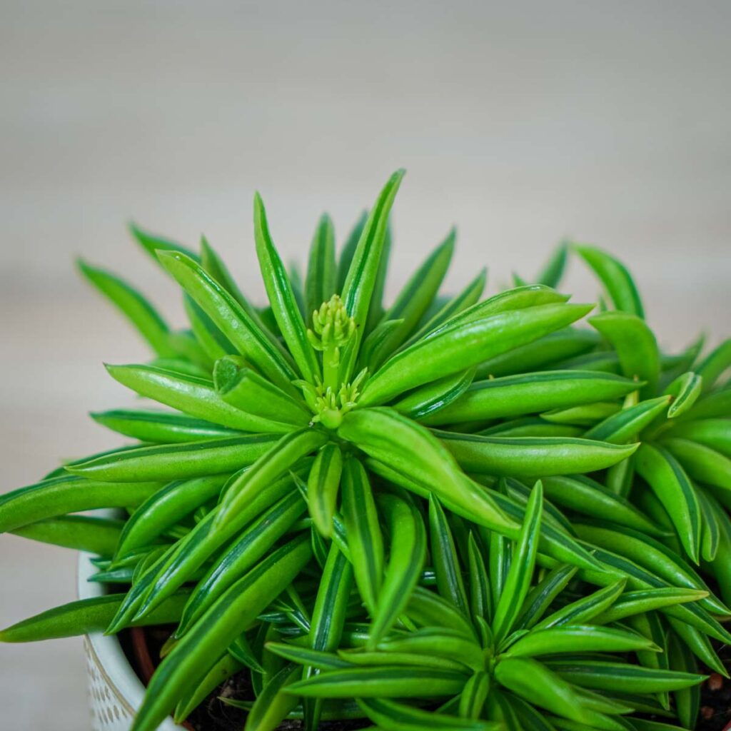 Peperomia happy bean (fereirae) - Mała Szklarnia