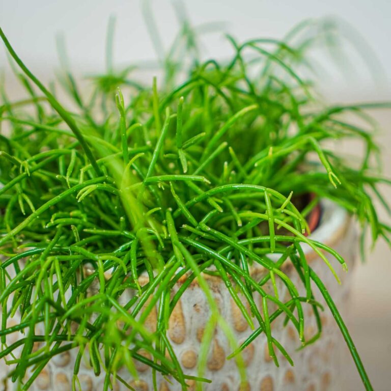 Patyczak (rhipsalis cassutha) - Mała Szklarnia