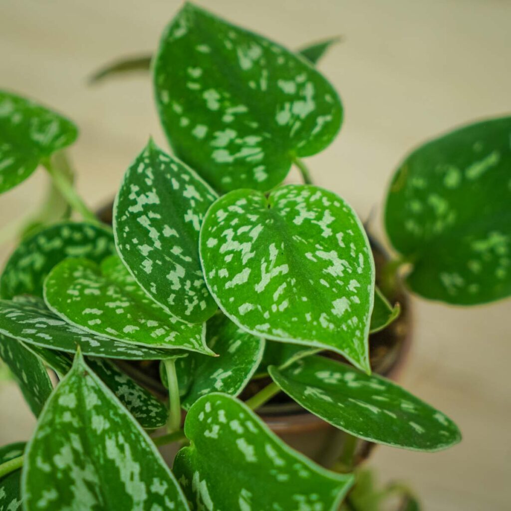 Scindapsus pictus argyraeus - Mała Szklarnia