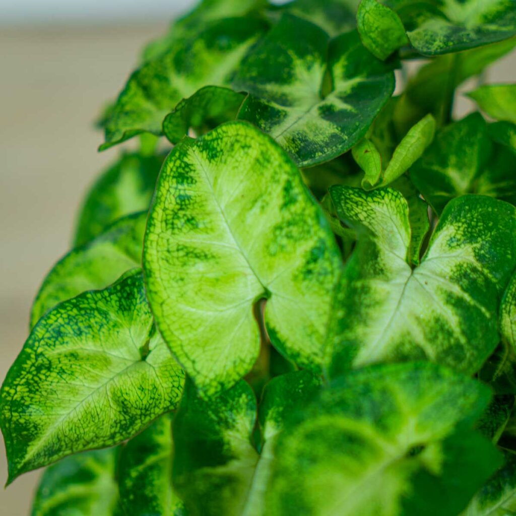 Syngonium pixie - Mała Szklarnia