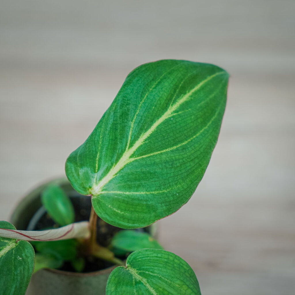 Philodendron gloriosum baby - Mała Szklarnia