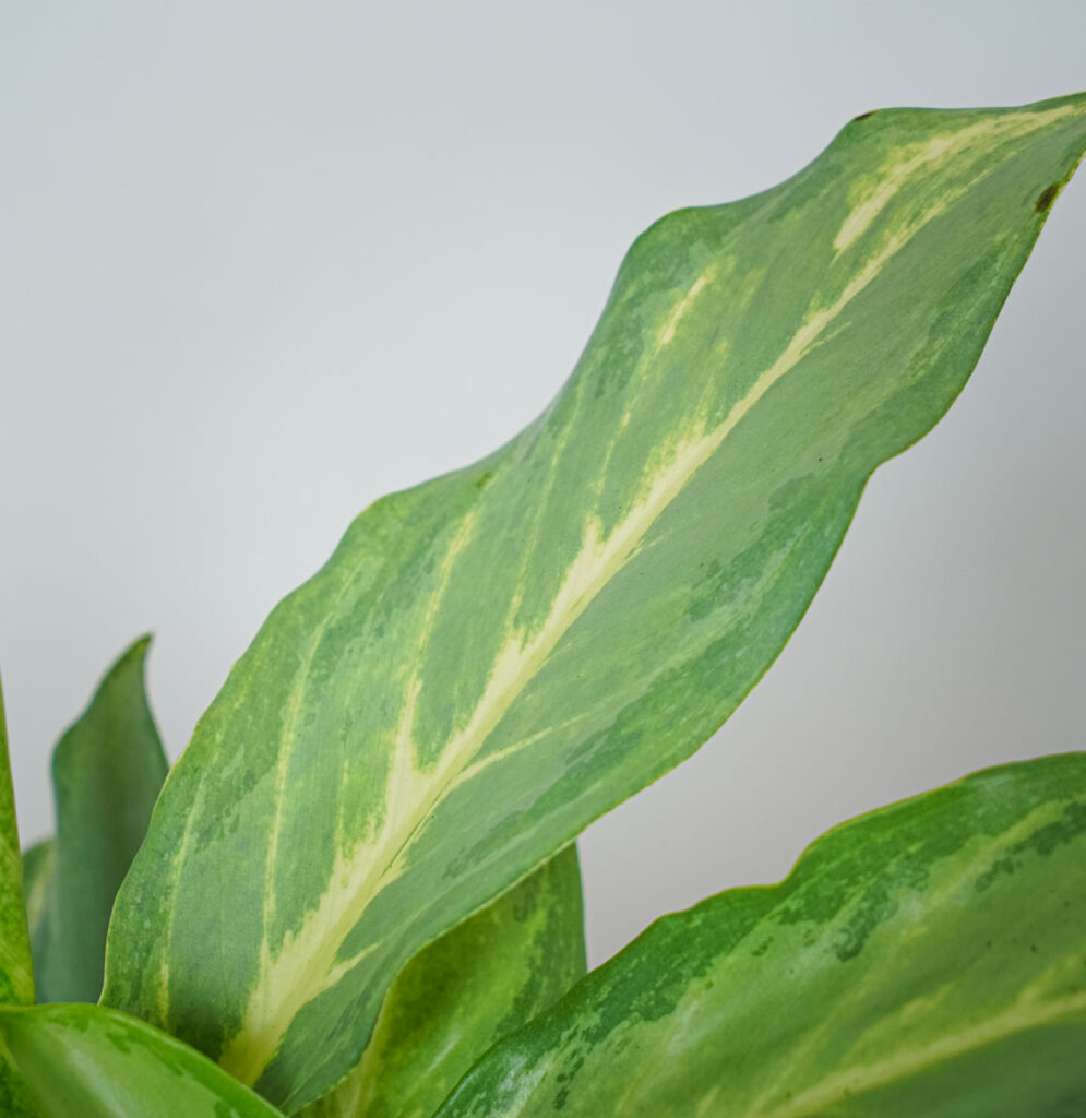 Aglaonema golden madonna - Mała Szklarnia