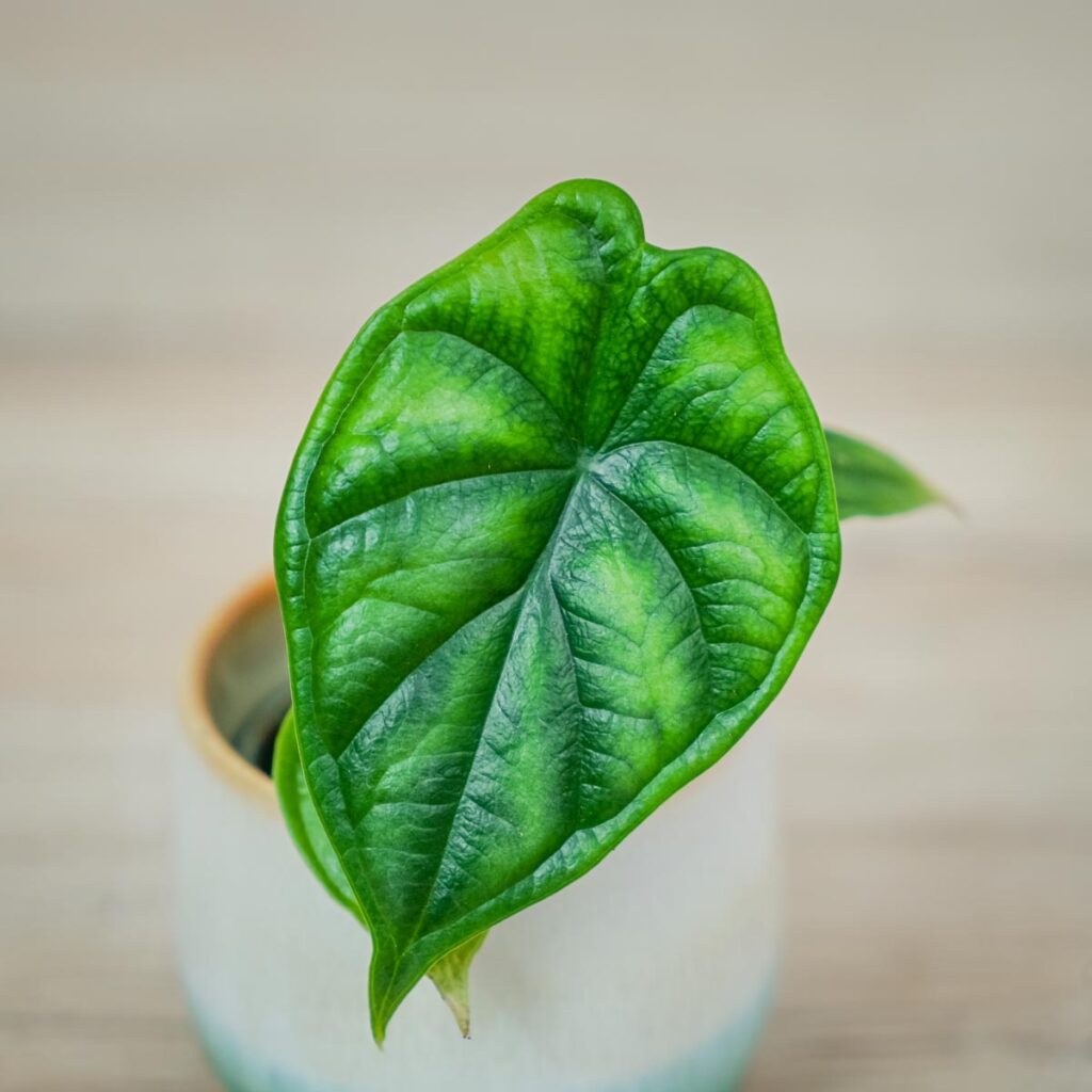 Aglaonema crete - Mała Szklarnia