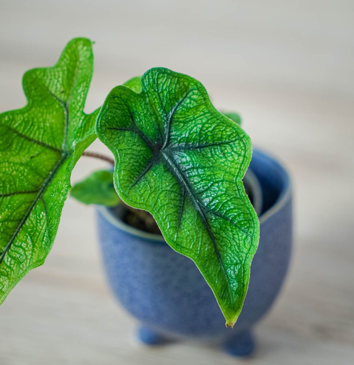 Alokazja jacklyn baby (alocasia) - Mała Szklarnia
