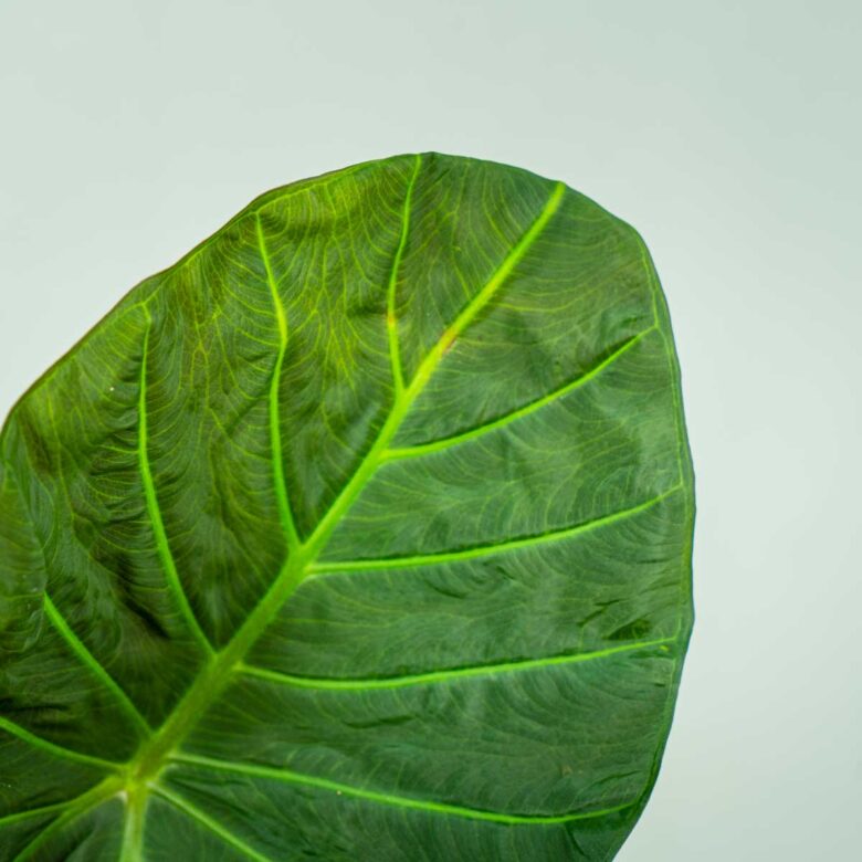 Alokazja regal shield - Mała Szklarnia