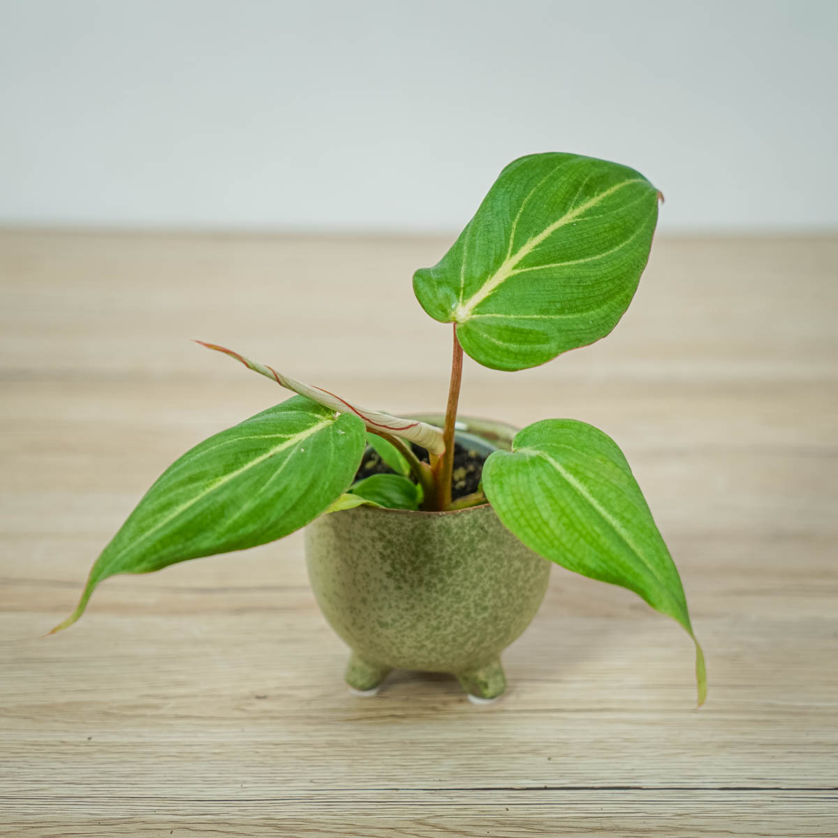 Philodendron gloriosum baby - Mała Szklarnia