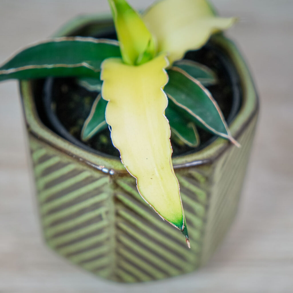 Sansevieria star canary - Mała Szklarnia