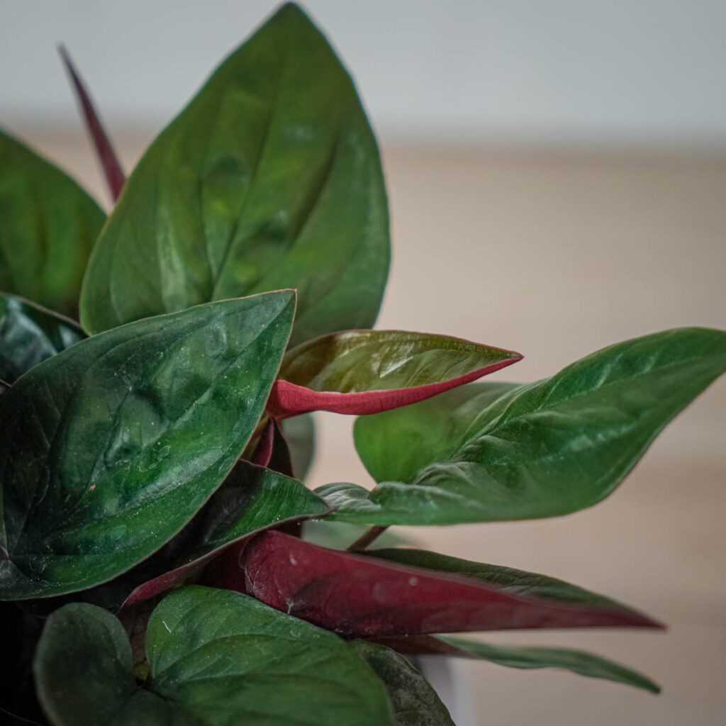 Syngonium erythrophyllum red arrow - Mała Szklarnia
