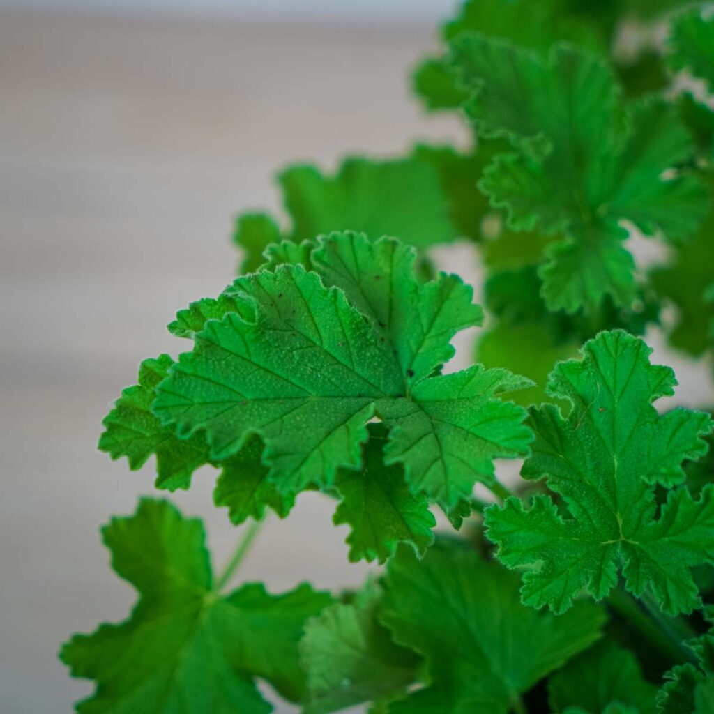 Geranium citrynum 'anginka' (pelargonium crispum) - Mała Szklarnia
