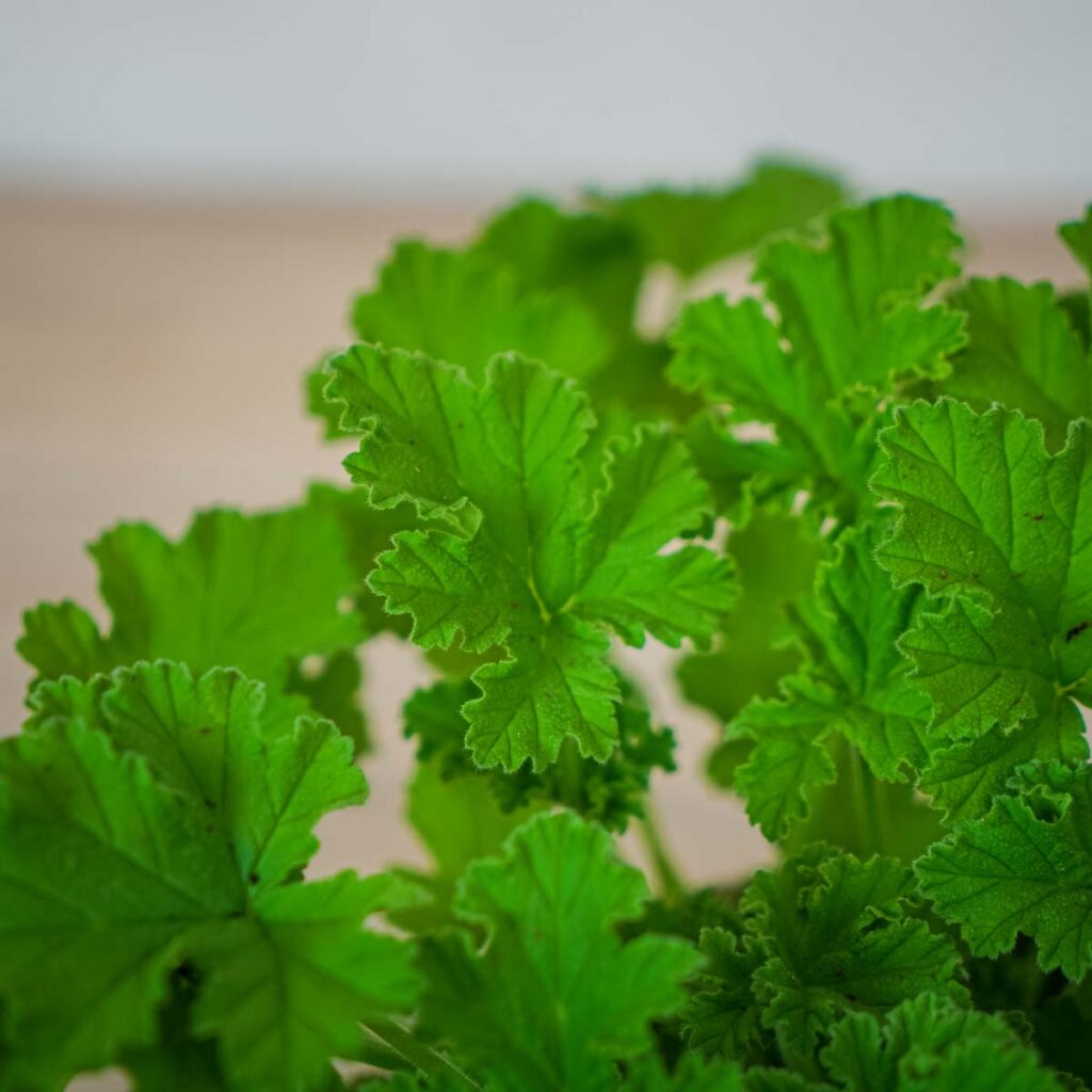 Geranium citrynum 'anginka' (pelargonium crispum) - Mała Szklarnia