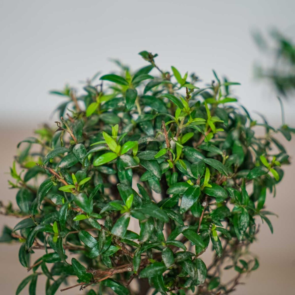 Mirt zwyczajny (myrtus communis) - Mała Szklarnia