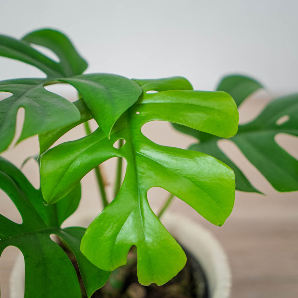 Monstera minima 'little sister' - Mała Szklarnia