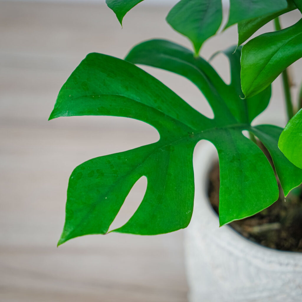 Monstera minima 'little sister' - Mała Szklarnia