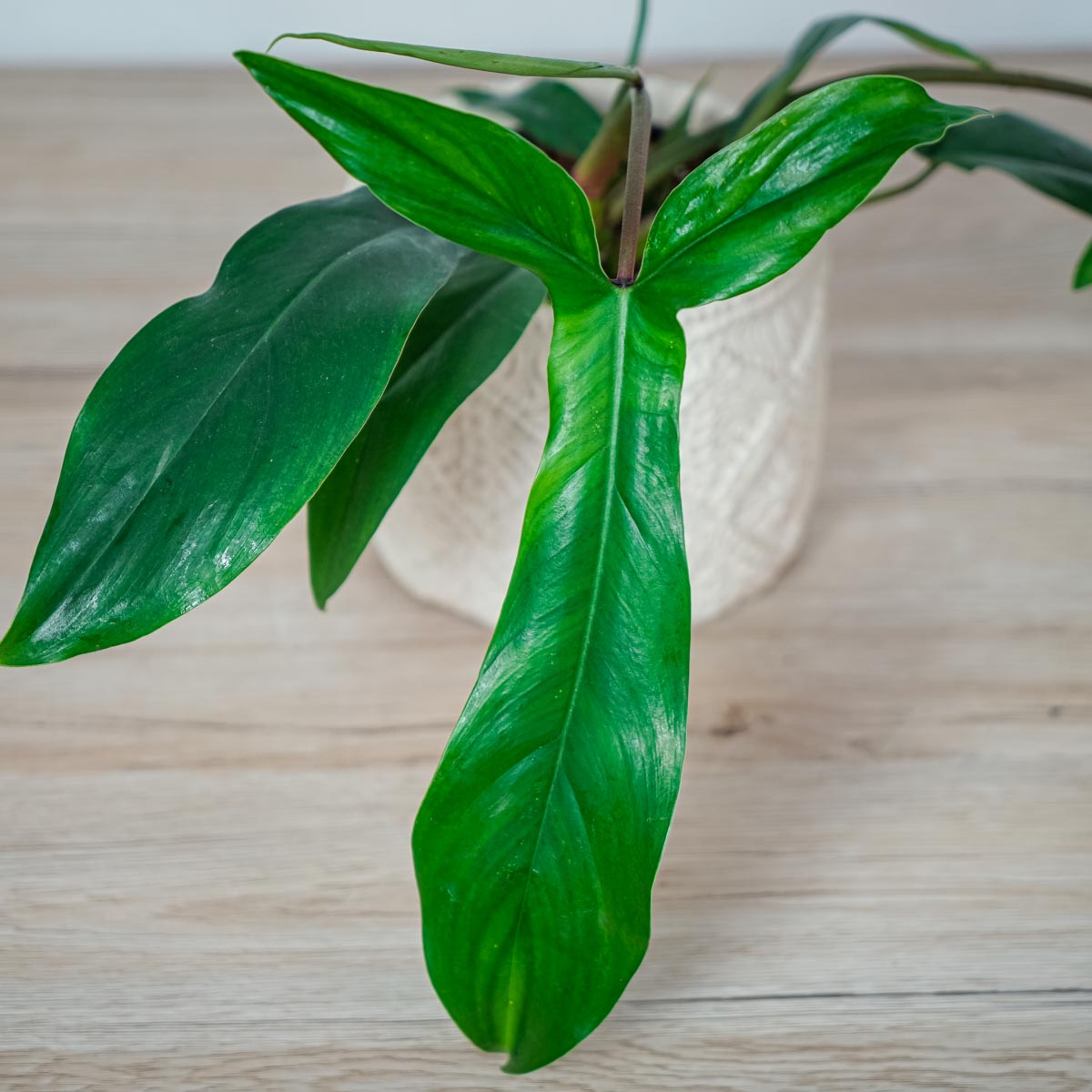 Philodendron 69686 - Mała Szklarnia