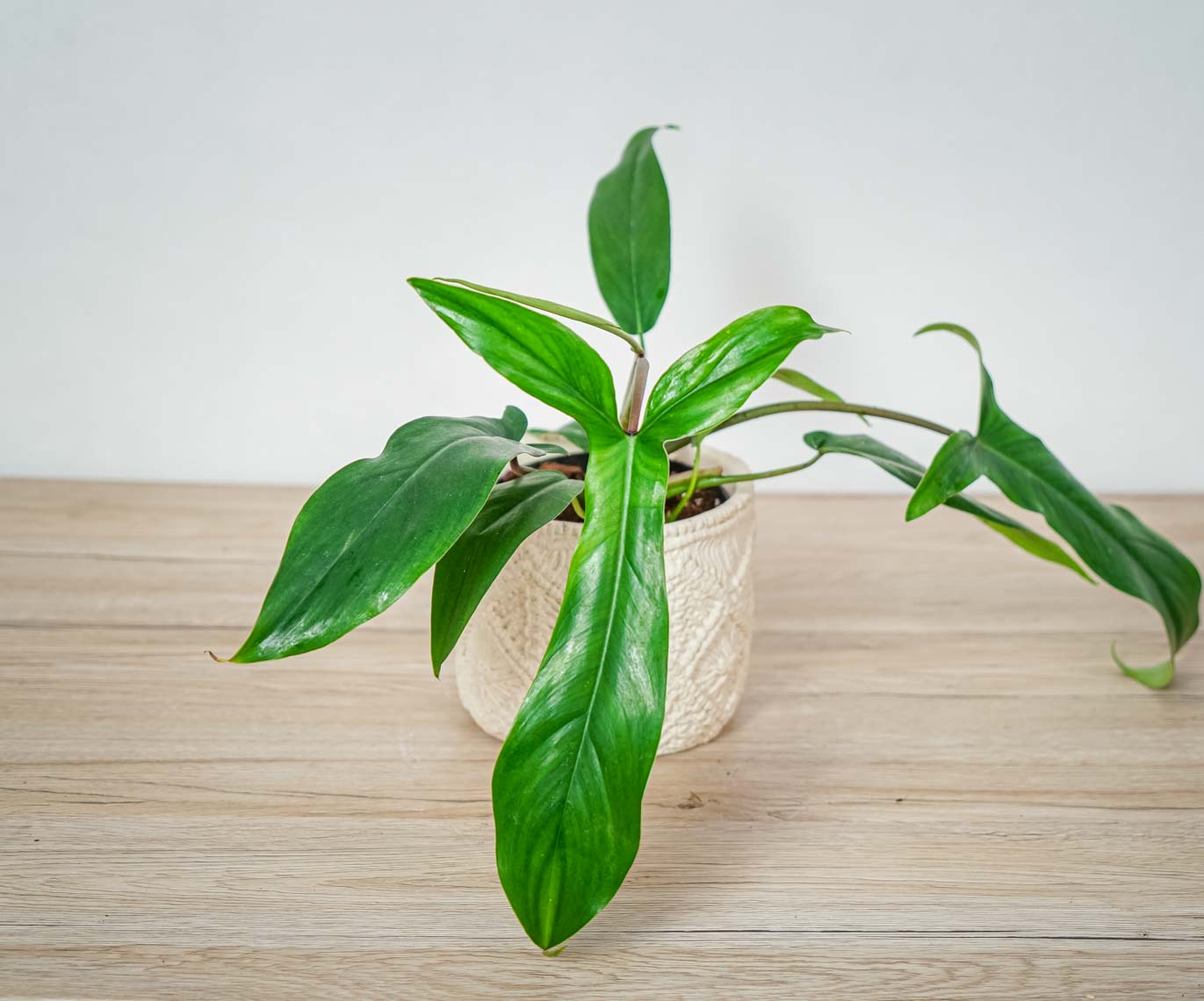 Philodendron 69686 - Mała Szklarnia