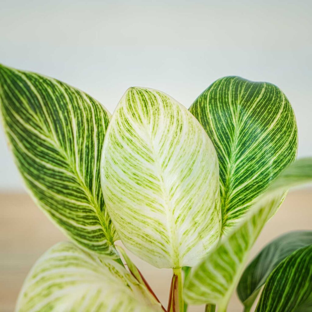 Philodendron birkin - Mała Szklarnia