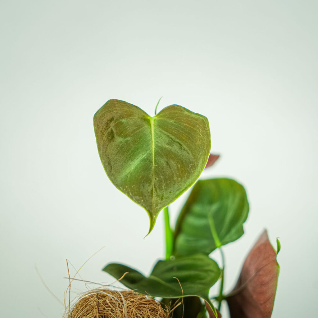 Philodendron lupinum (sadzonka do samodzielnego ukorzenienia) - Mała ...