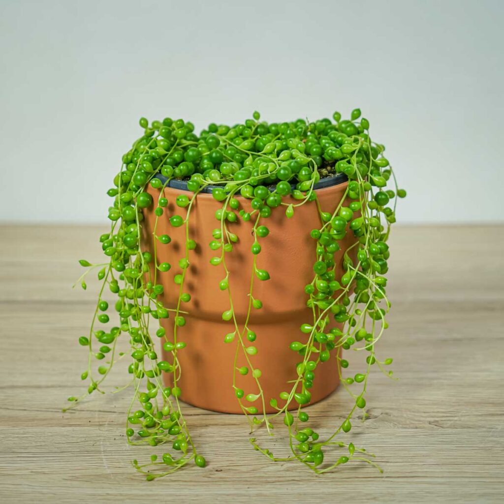 Senecio rowleyanus (starzec rowleya) – Mała Szklarnia