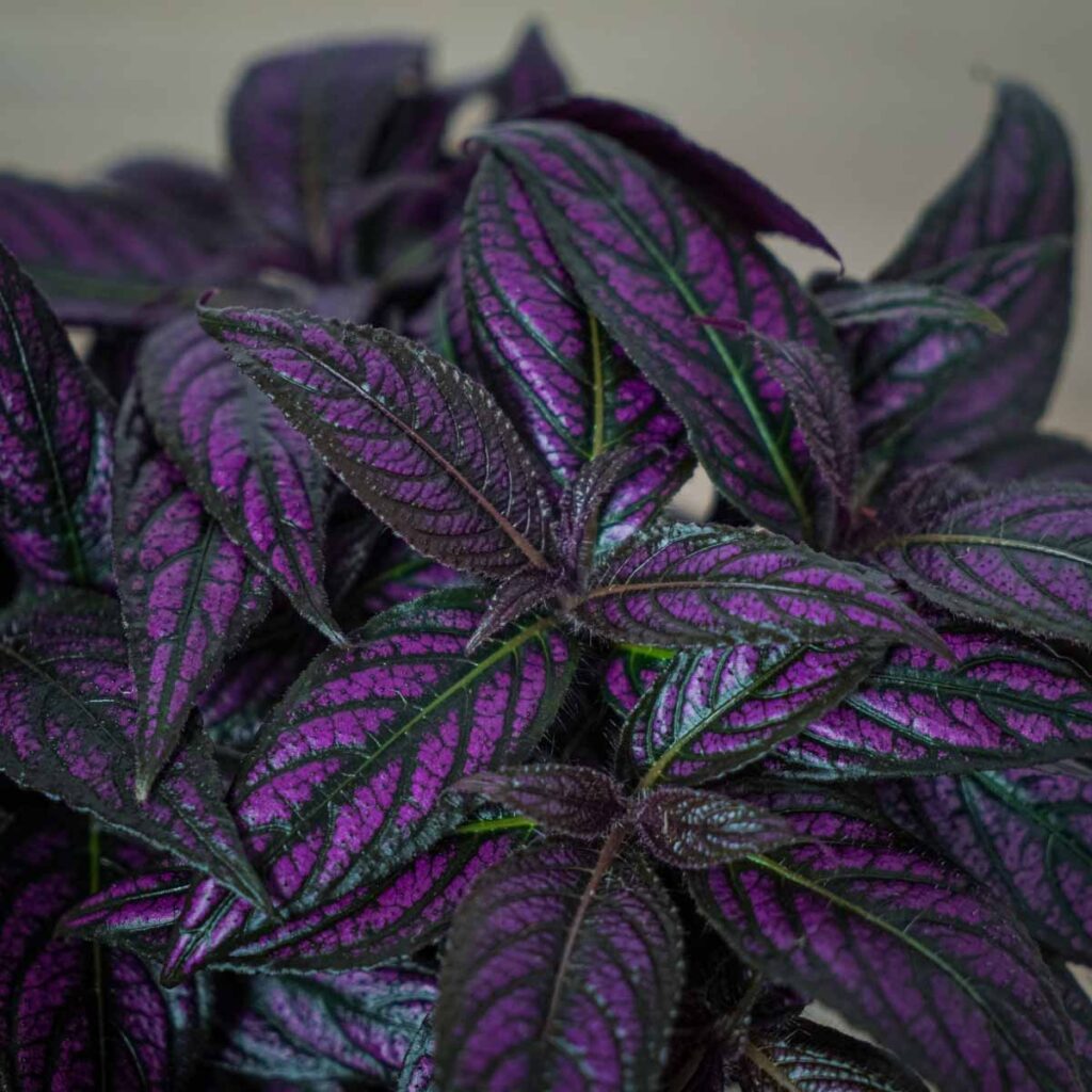 Strobilanthes dyeriana ‘persian shield’ - Mała Szklarnia