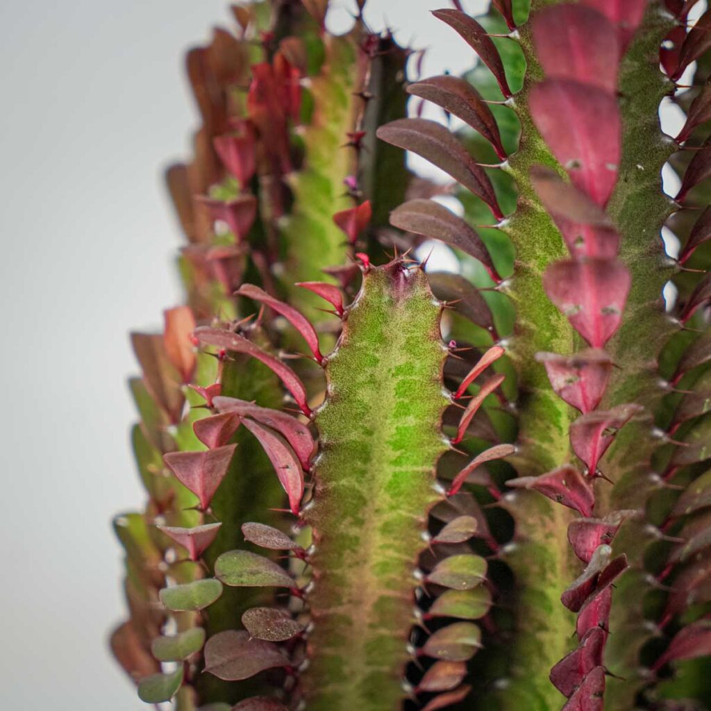 Wilczomlecz trójżebrowy rubra (euphorbia trigona rubra) - Mała Szklarnia