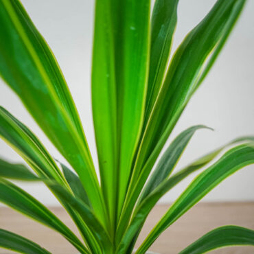 Yucca elephantipes 'puck' (juka) - Mała Szklarnia