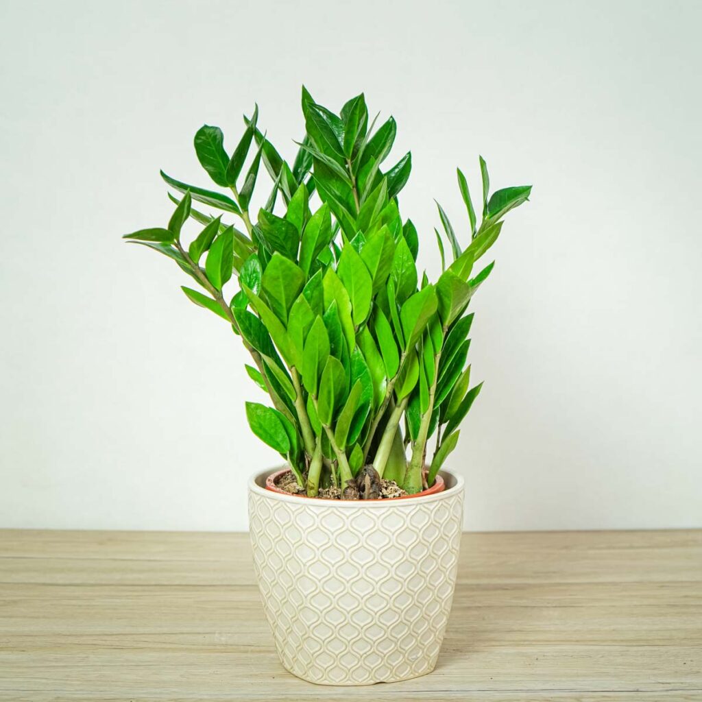 Zamiokulkas (Zamioculcas zamiifolia) Kwiat doniczkowy - Mała Szklarnia