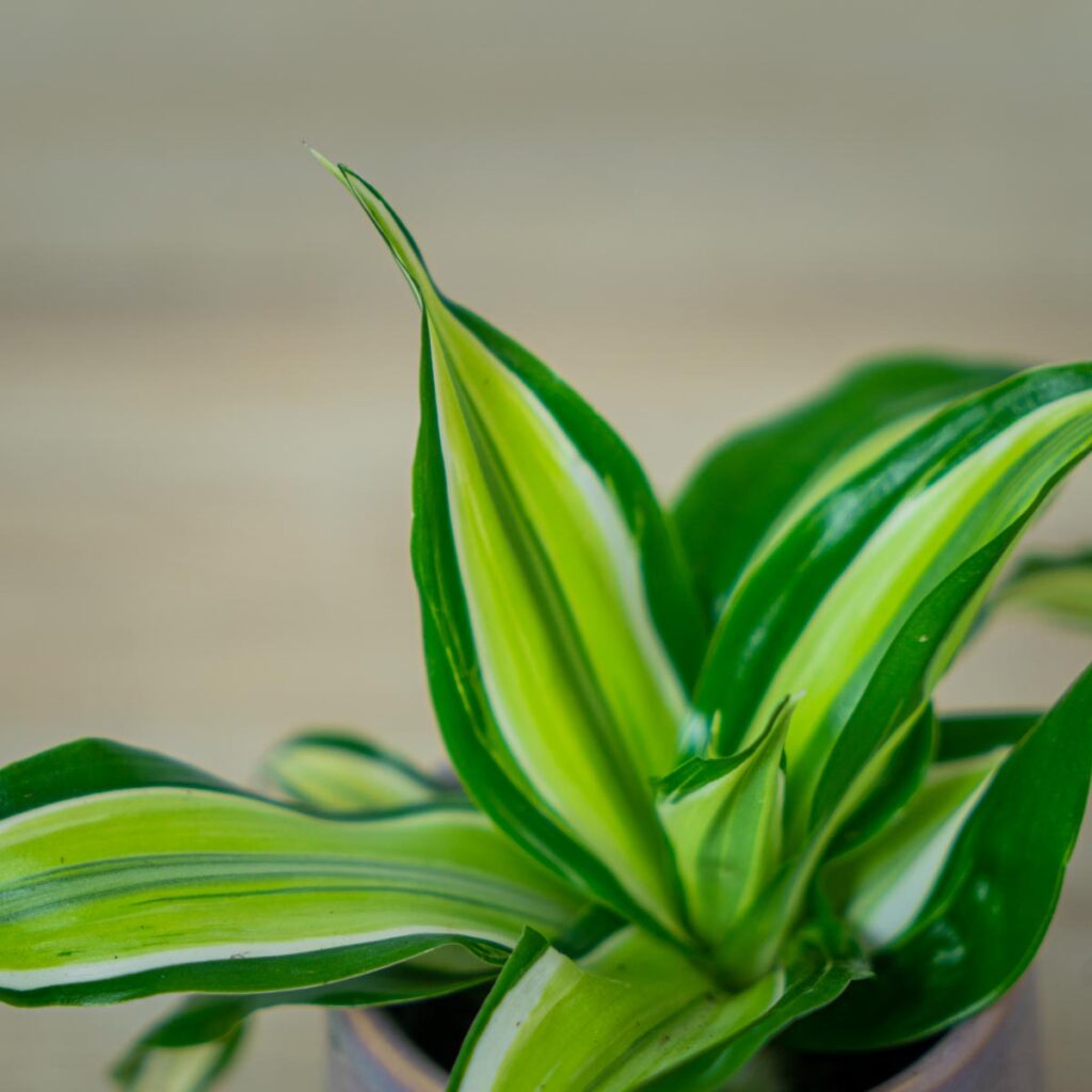 Dracena fragrans malaika baby (dracaena) - Mała Szklarnia