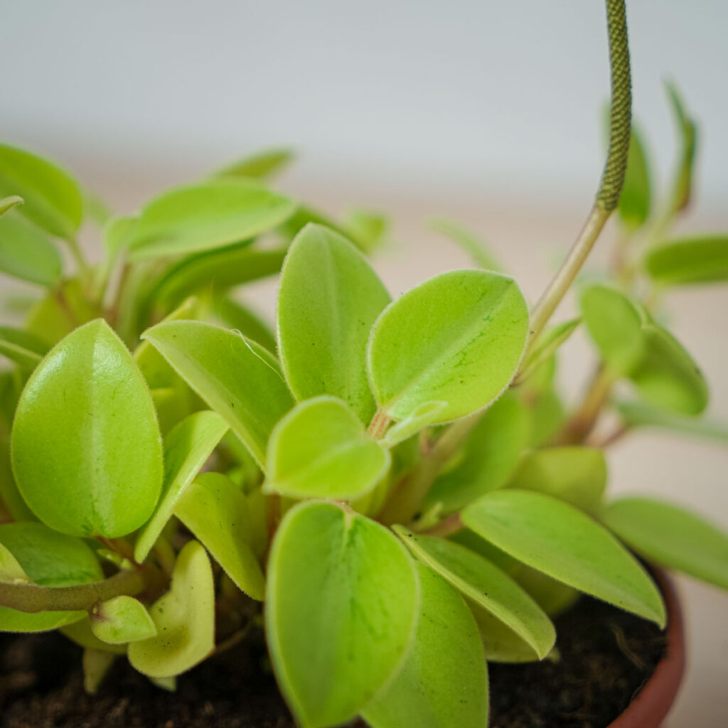 Peperomia pixie lime - Mała Szklarnia
