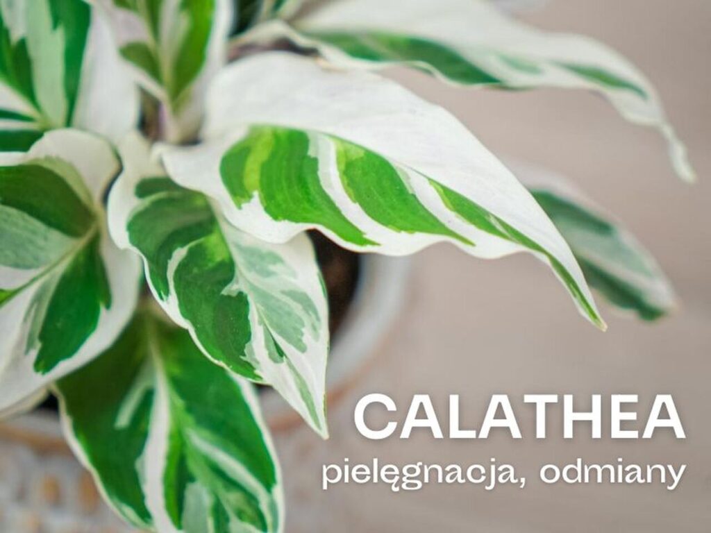 Calathea – uprawa, pielęgnacja, stanowisko – Mała Szklarnia