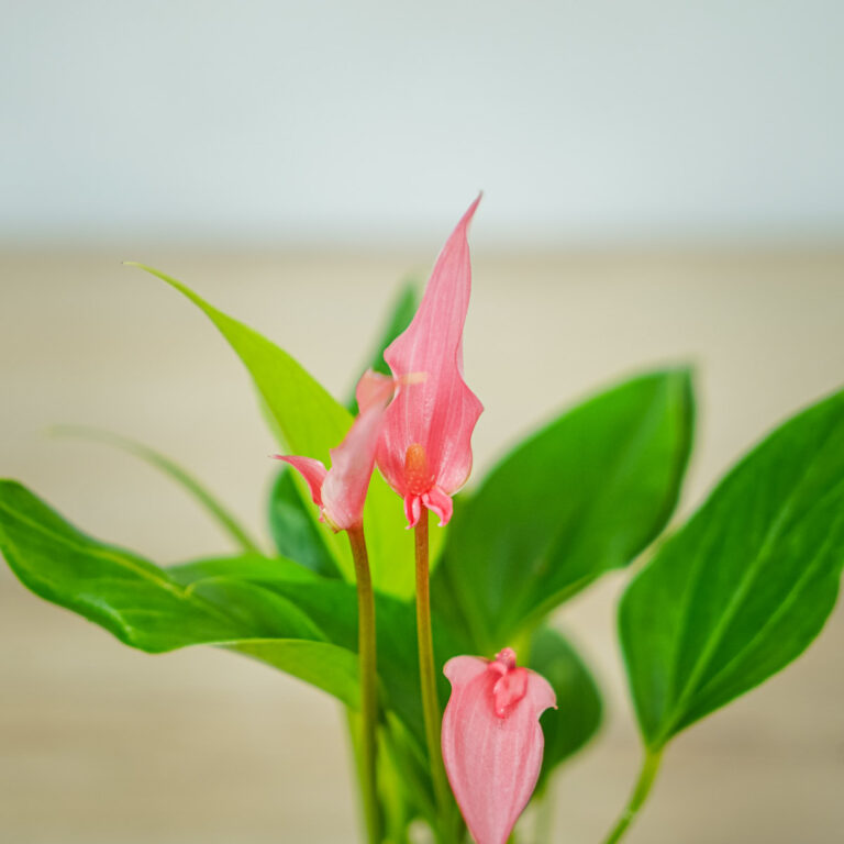 Anthurium lilli pink - Mała Szklarnia
