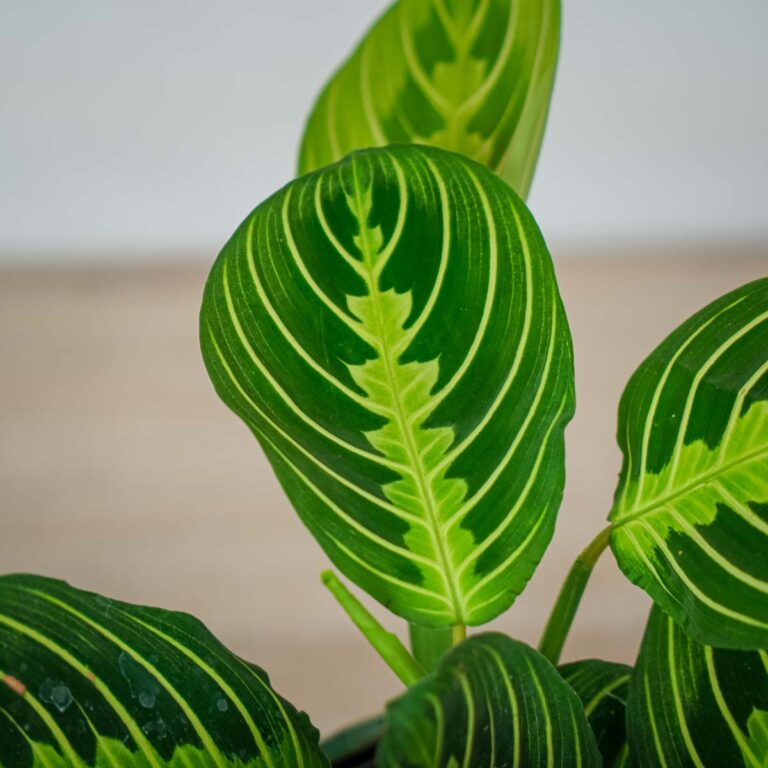 Maranta lemon lime - Mała Szklarnia