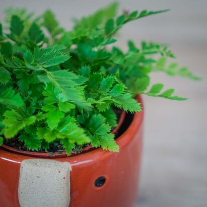 Paproć rumora - Mała Szklarnia