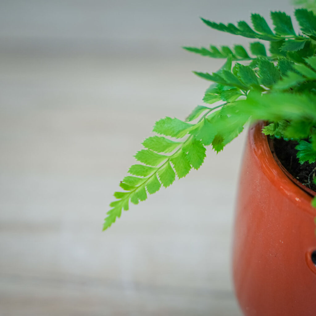 Paproć rumora - Mała Szklarnia