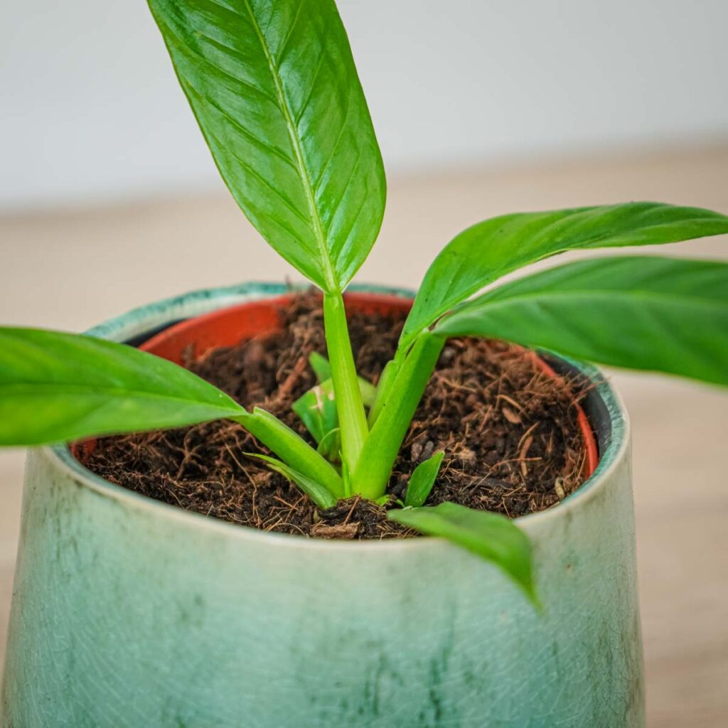 Philodendron campii ‘lynette’ – Mała Szklarnia