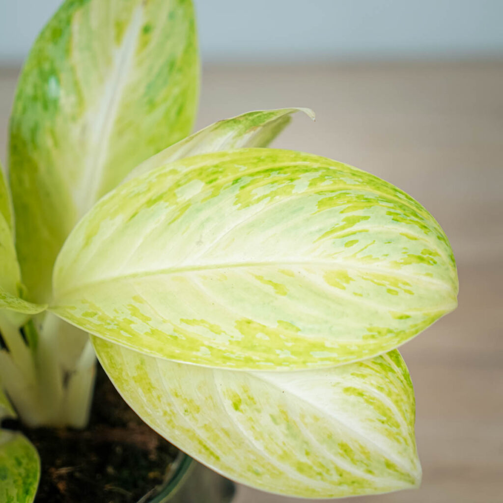 Aglaonema arctic lime - Mała Szklarnia